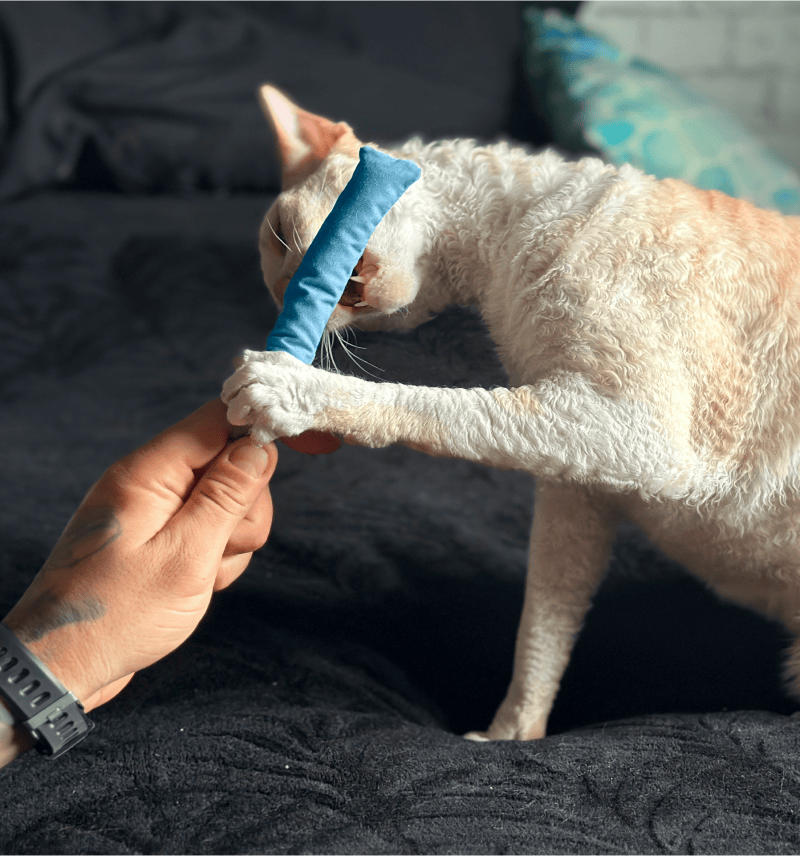 About the Hepper Brand (Modern Pet Furniture Products)