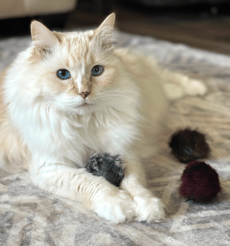 About the Hepper Brand (Modern Pet Furniture Products)