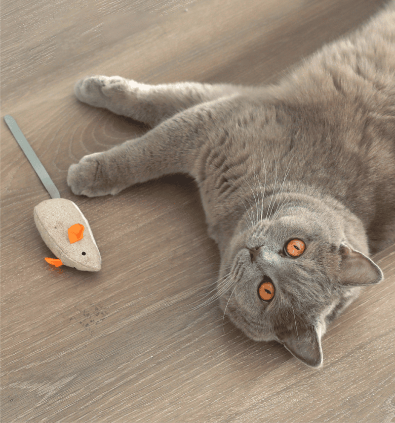 About the Hepper Brand (Modern Pet Furniture Products)