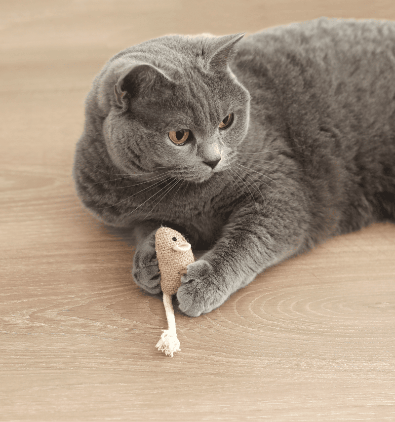 Hepper: Pet Supplies Loved By Cats, Dogs & Veterinarians