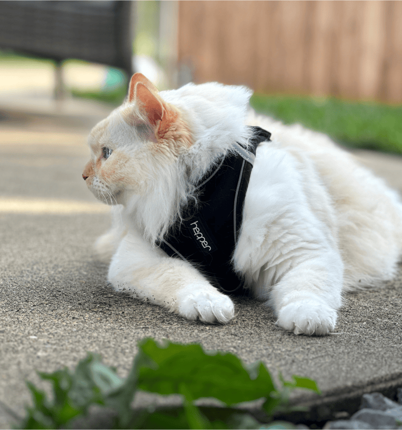 About the Hepper Brand (Modern Pet Furniture Products)