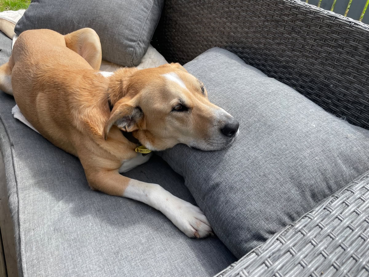 Hepper: Pet Supplies Loved By Cats, Dogs & Veterinarians