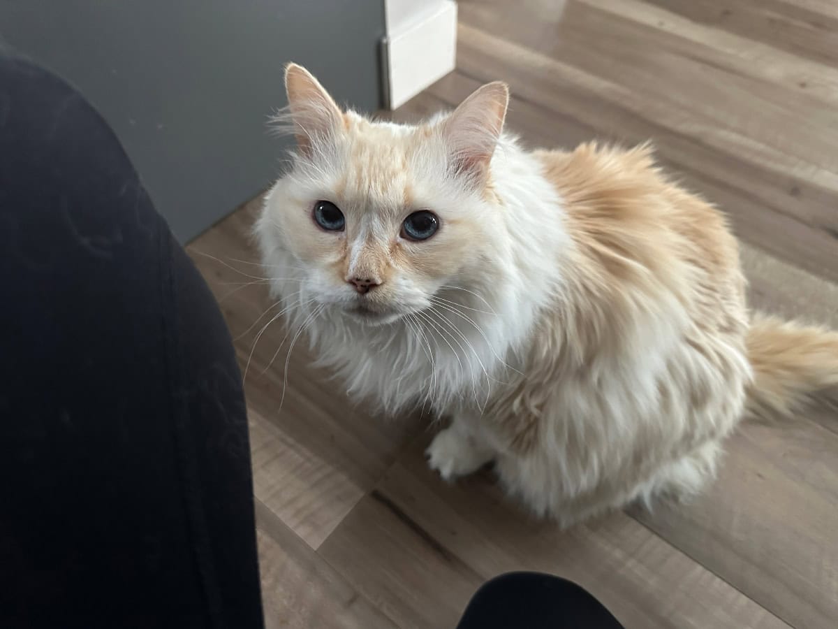 Hepper: Pet Supplies Loved By Cats, Dogs & Veterinarians