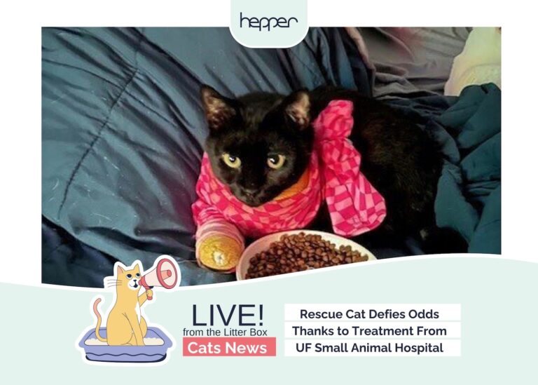 Hepper: Pet Supplies Loved By Cats, Dogs & Veterinarians