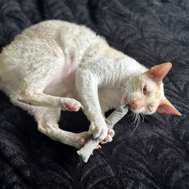 Shop Beautiful and Modern Cat Furniture | Hepper
