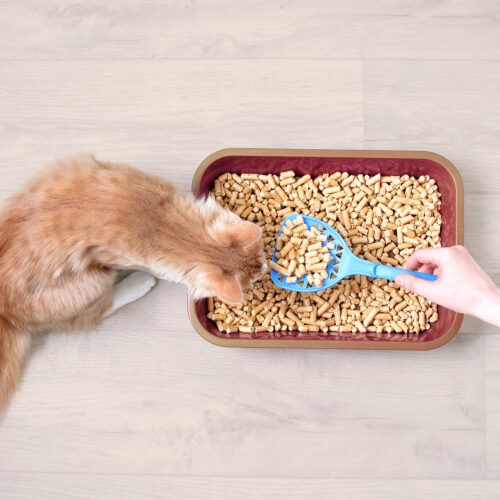 Hepper Cat Litter Additive - Keeps Your Home Fresh | Hepper