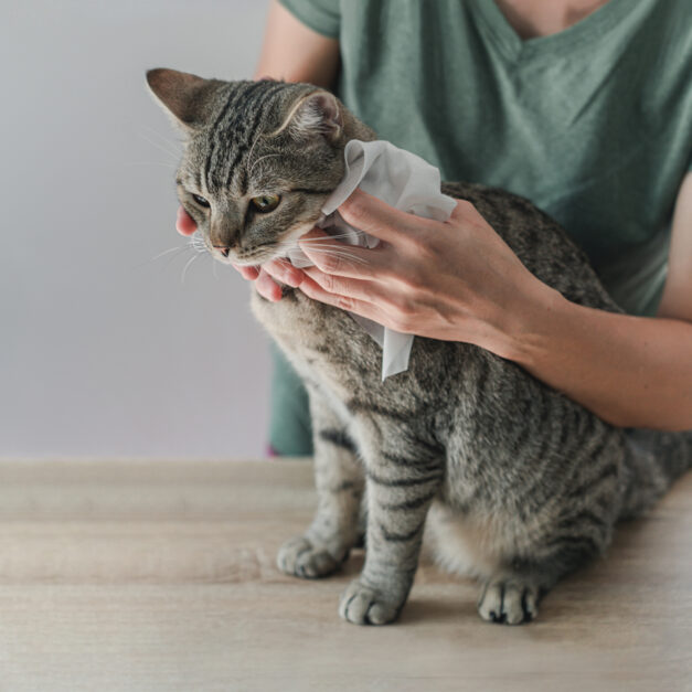 Hepper Pet Wash Wipes - Keeps Your Friend Fresh | Hepper